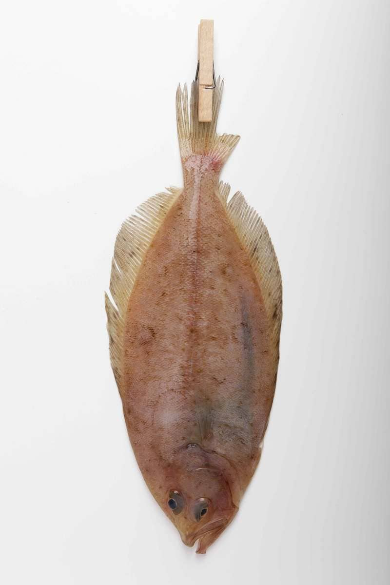 Los secretos de los peces planos – El Señor Martín